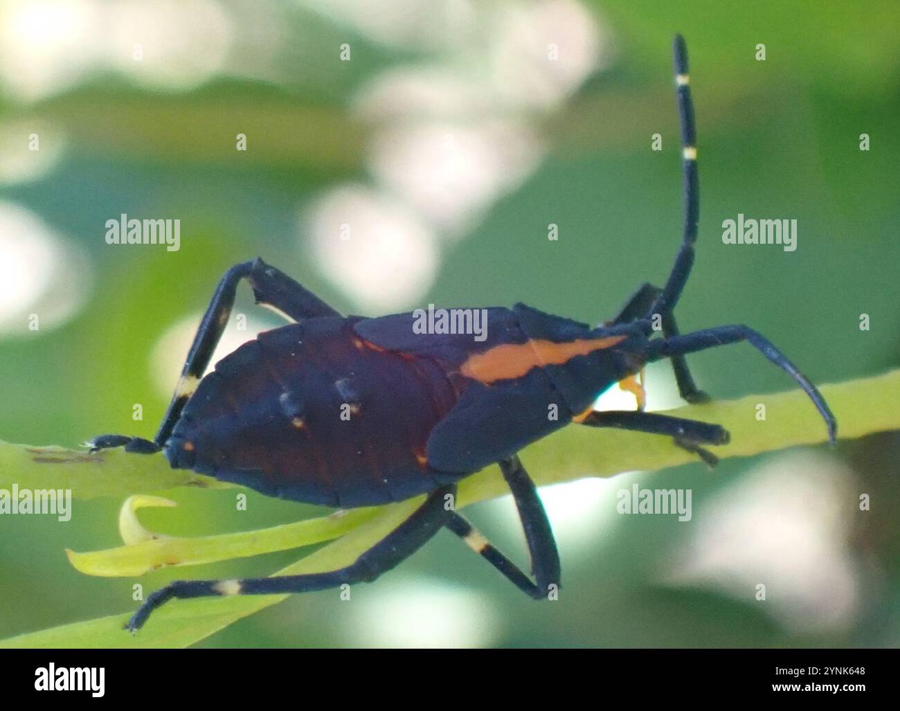 Eucalyptus Tip-wilter Bug (Amorbus obscuricornis Stock Photo - Alamy