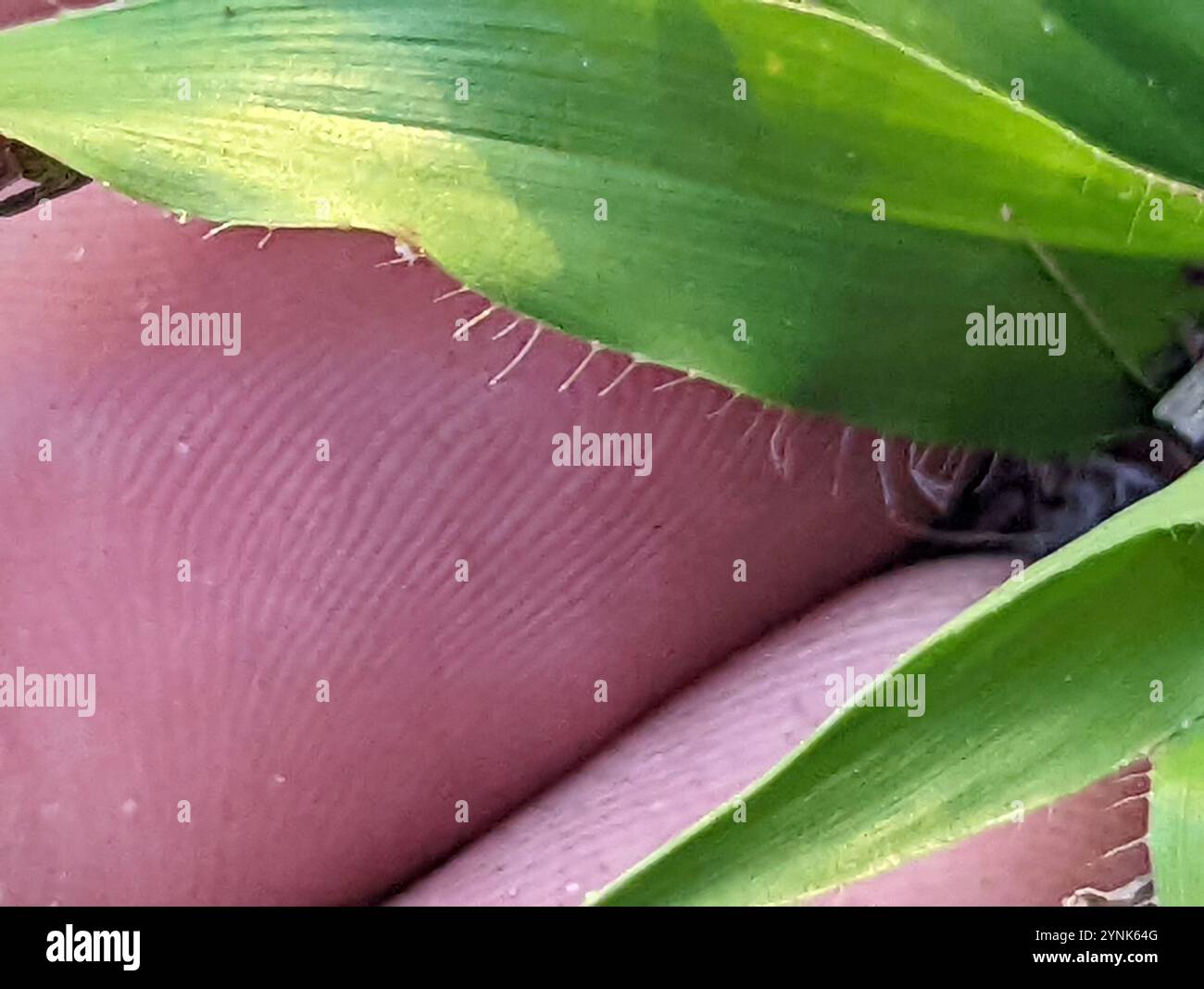 Paspalum setaceum hi-res stock photography and images - Alamy