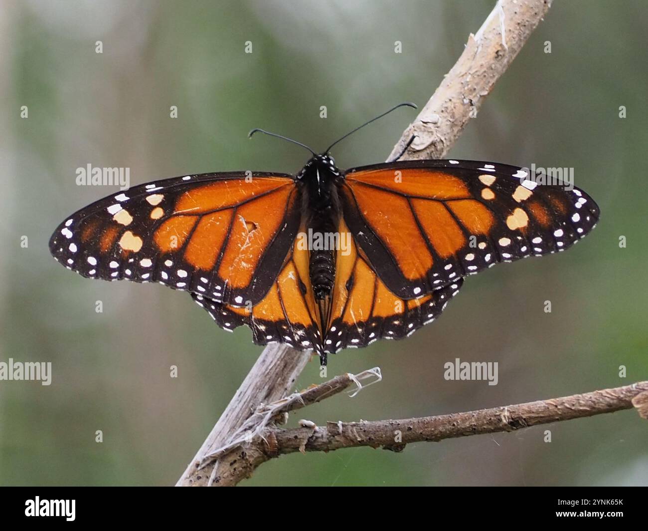 Monarch (Danaus plexippus Stock Photo - Alamy