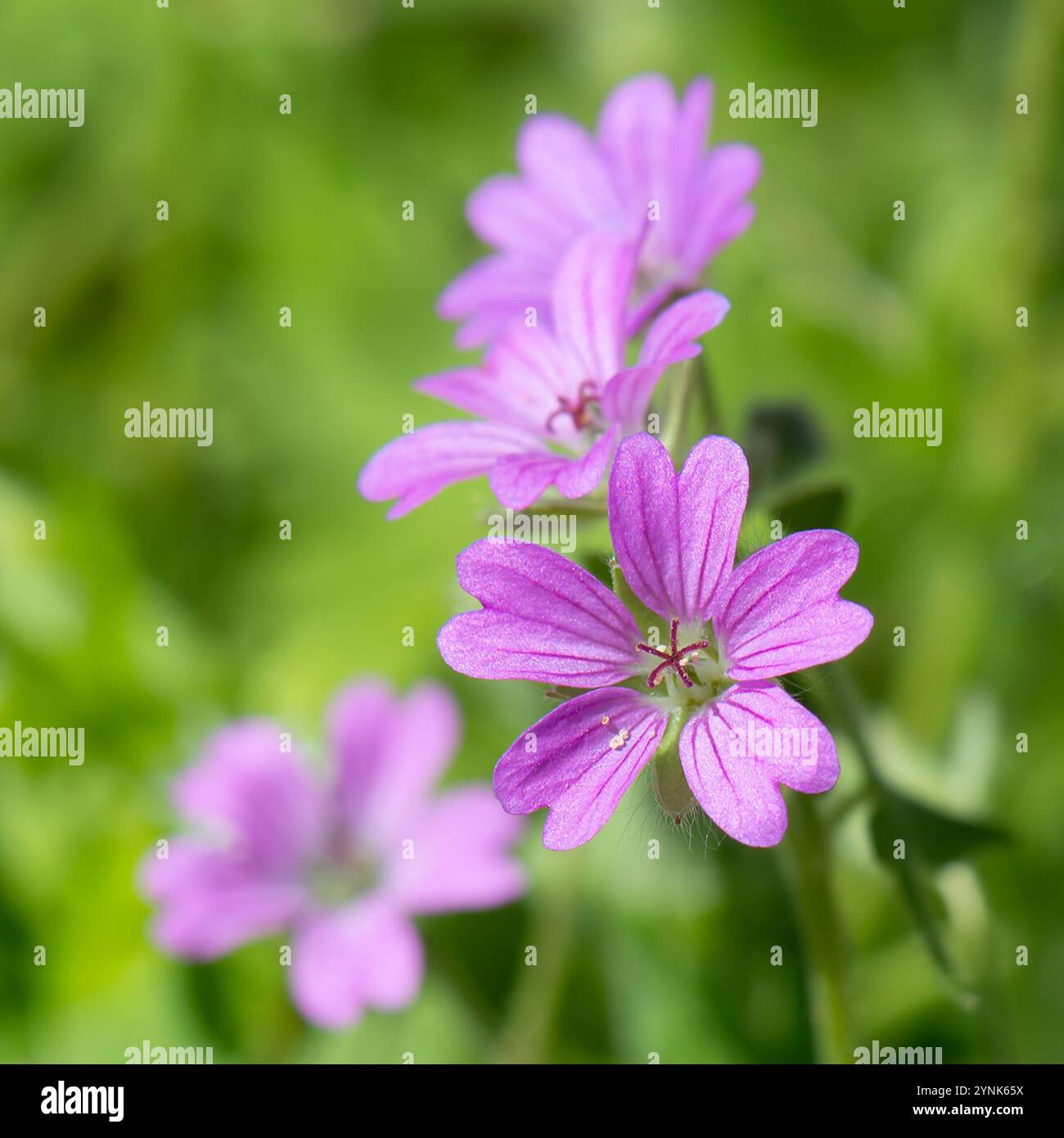 Dove's-foot Crane's-Bill Complex (Geranium molle Stock Photo - Alamy