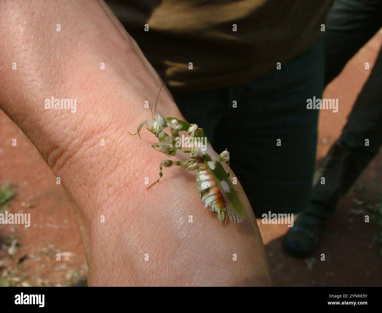 African False Flower Mantis (Harpagomantis tricolor Stock Photo - Alamy
