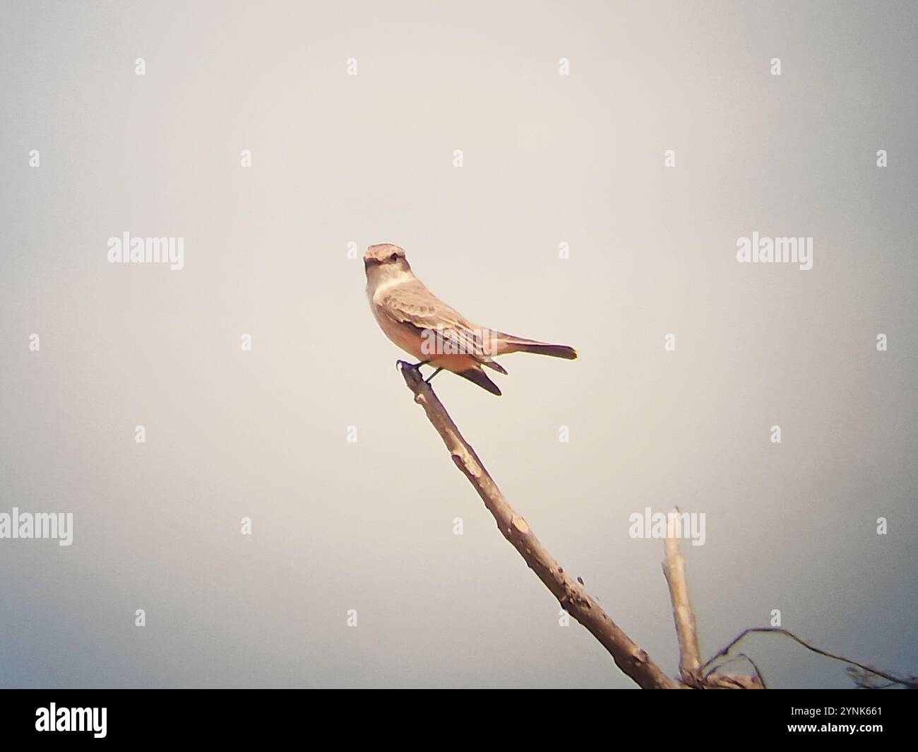 Vermilion Flycatcher (Pyrocephalus rubinus Stock Photo - Alamy
