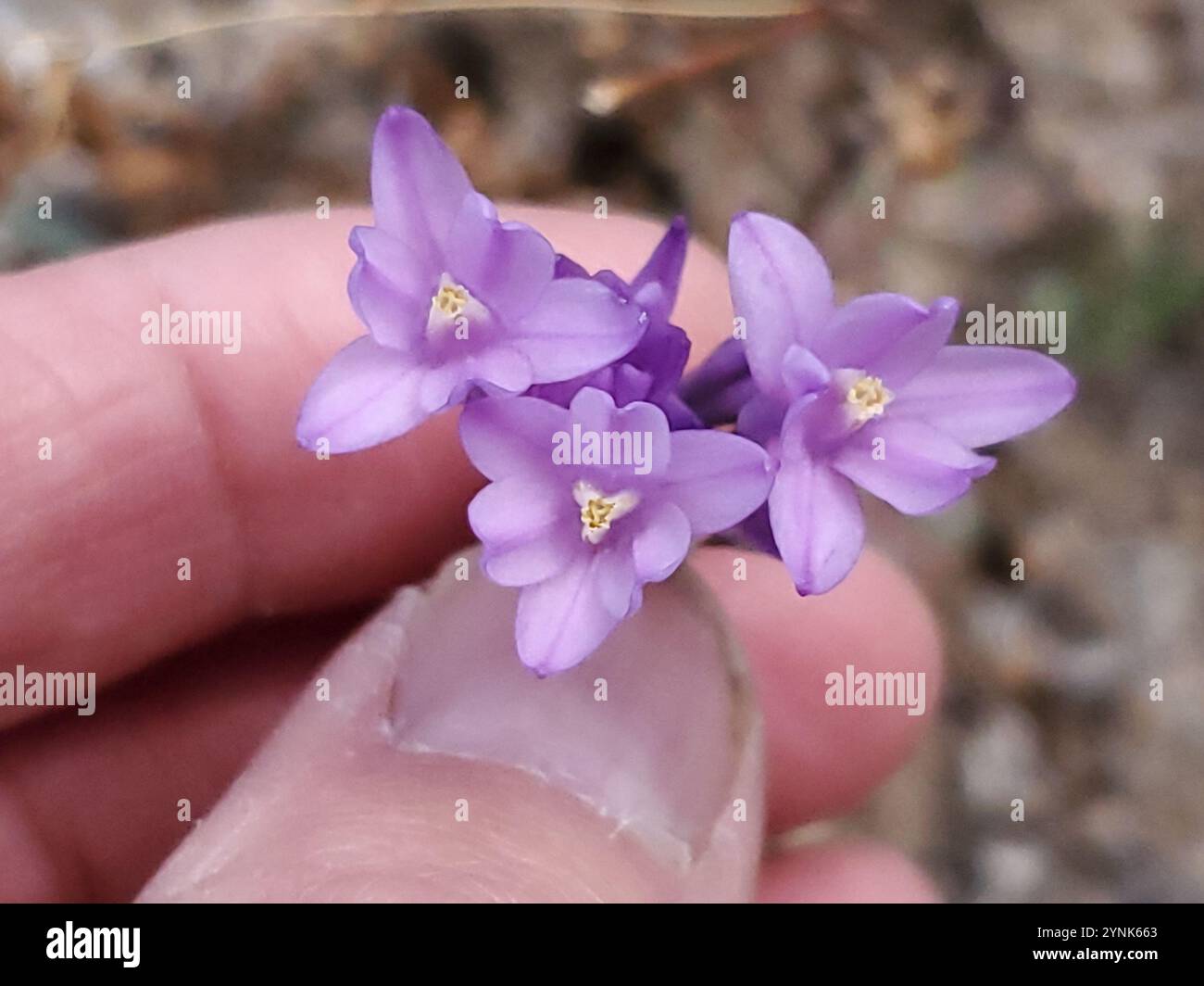 Blue Dicks (Dipterostemon capitatus Stock Photo - Alamy