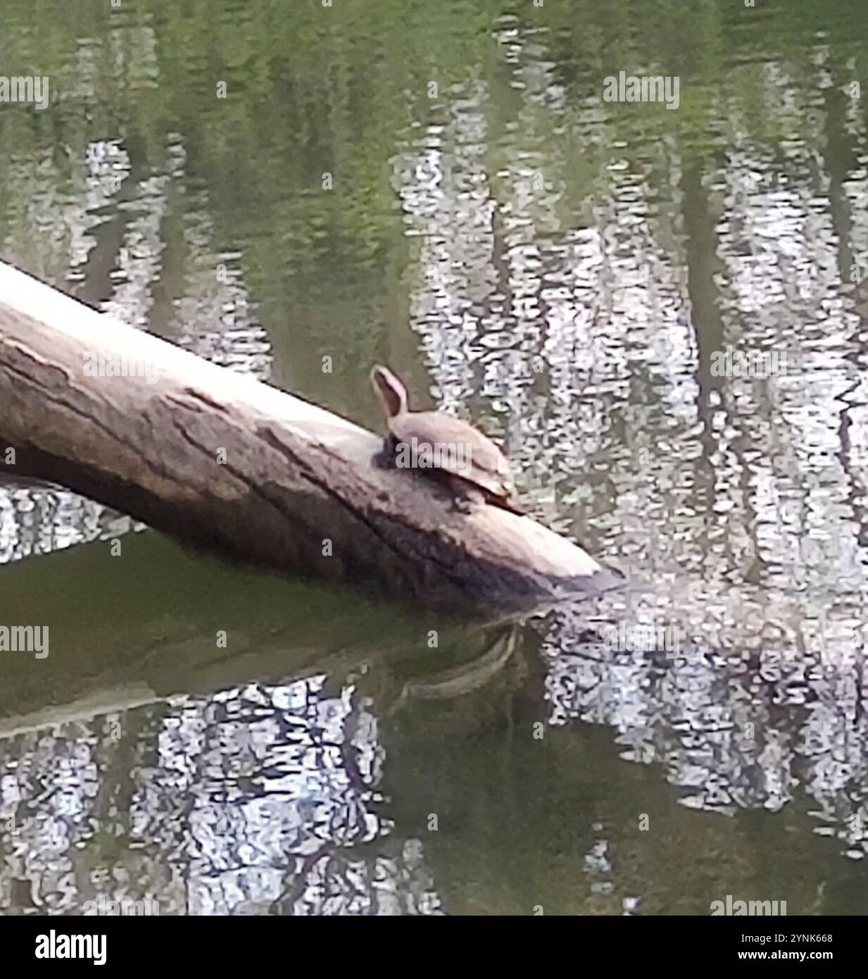 Western Pond Turtle (Actinemys marmorata Stock Photo - Alamy