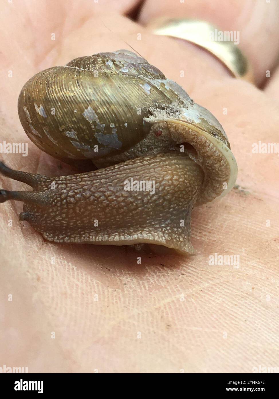 White-lip Globe Snail (Mesodon thyroidus Stock Photo - Alamy