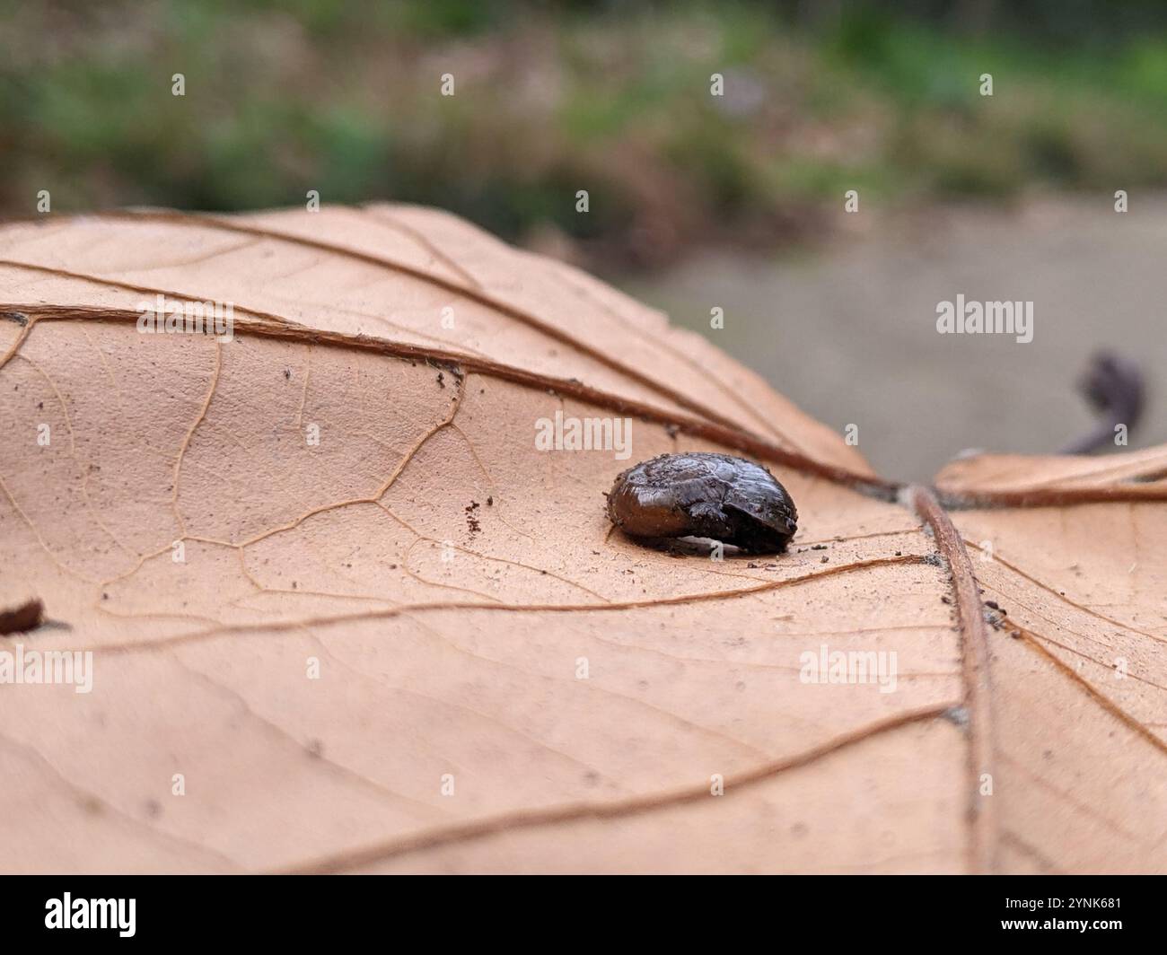 Oxychilus draparnaudi hi-res stock photography and images - Alamy