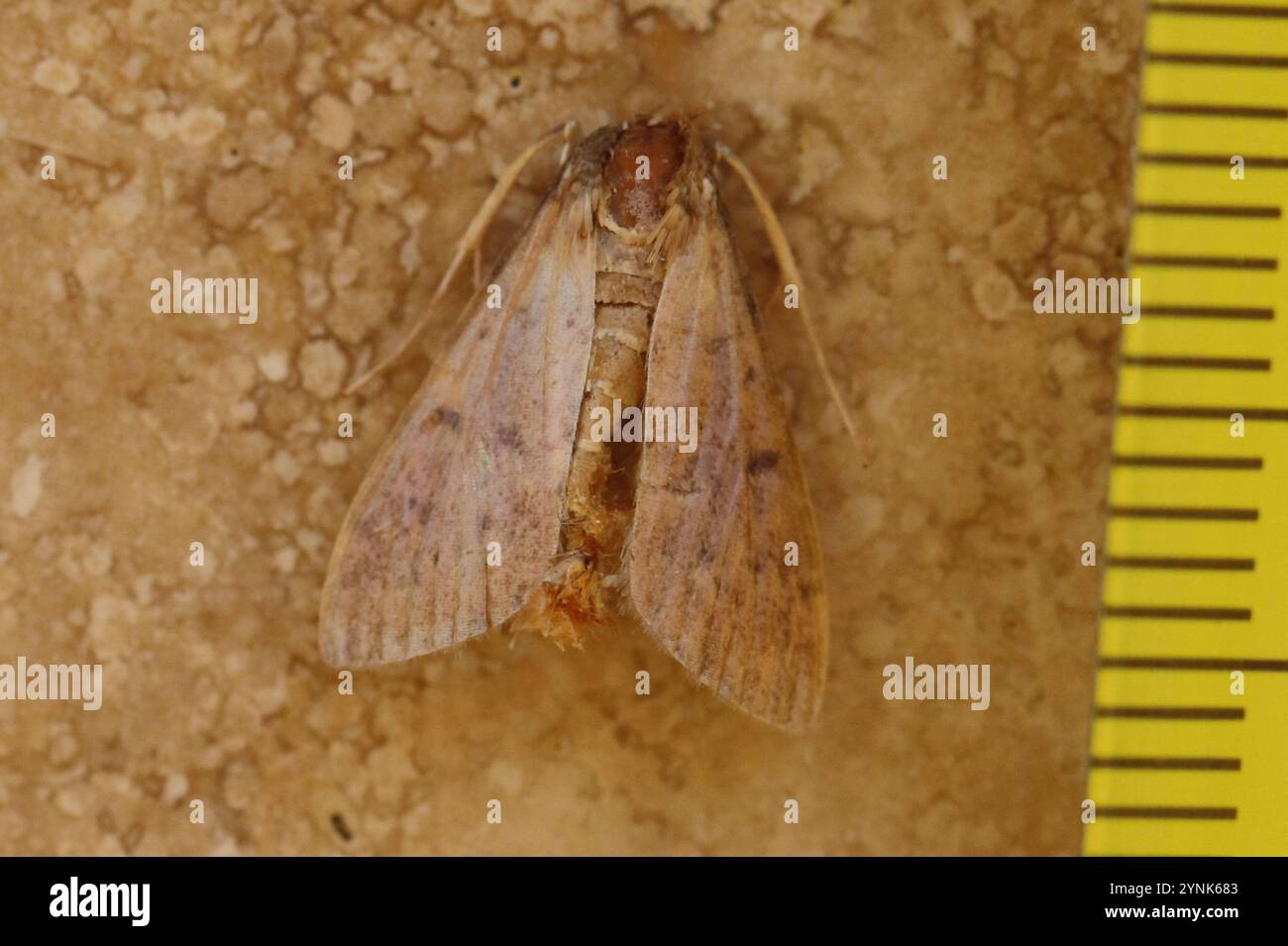 Grass Webworm Moth (Herpetogramma licarsisalis Stock Photo - Alamy