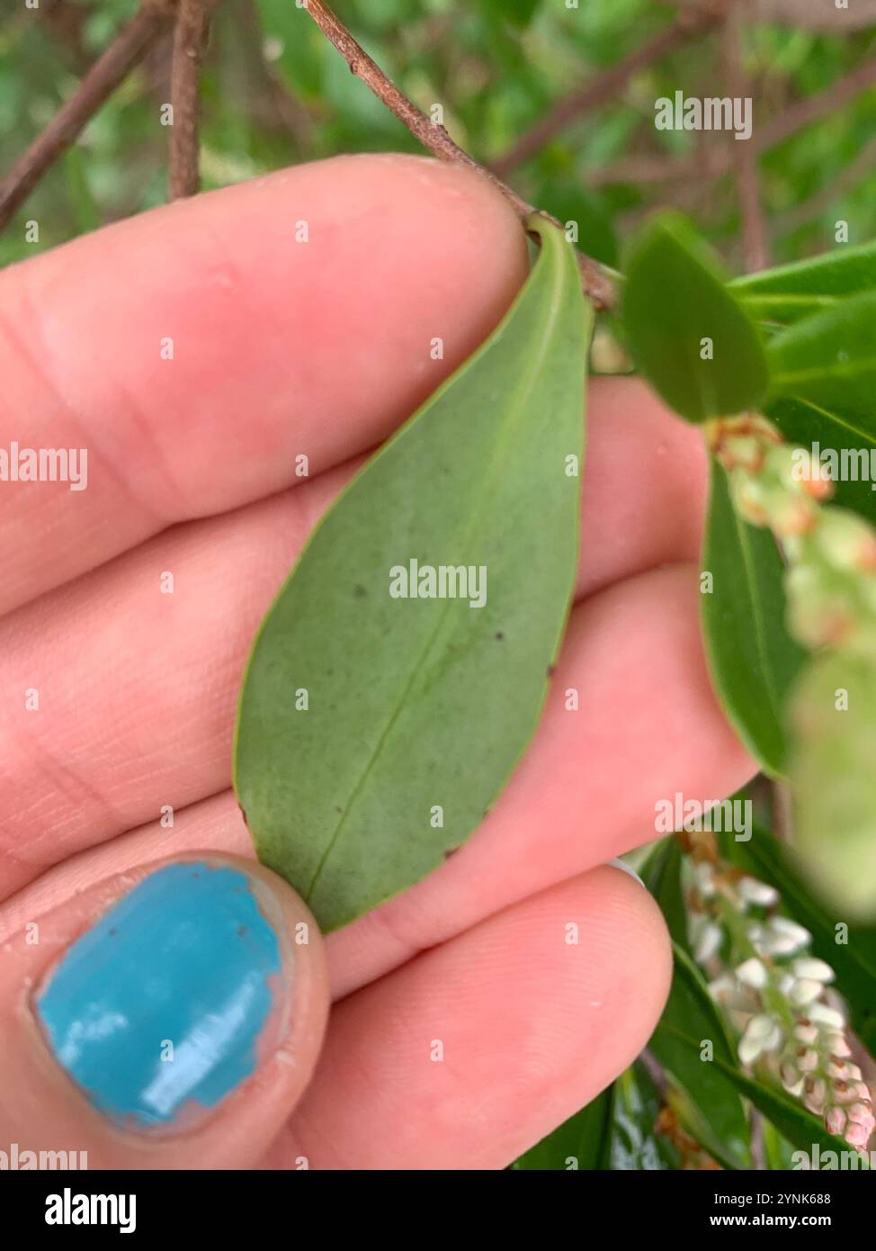 Buckwheat tree (Cliftonia monophylla Stock Photo - Alamy