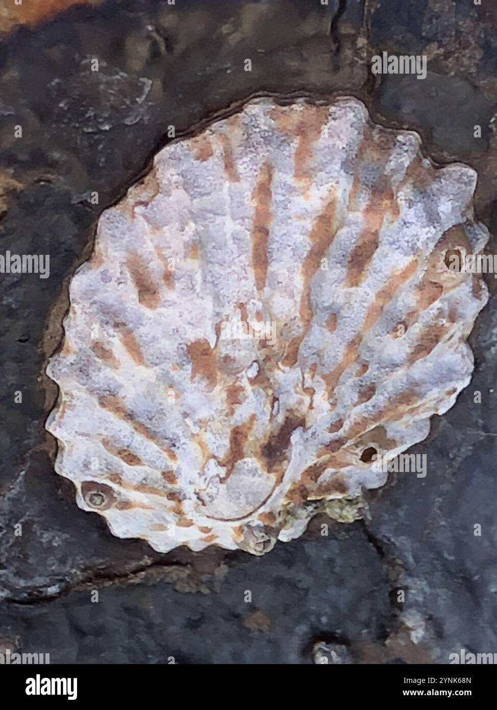 Rough Limpet (Lottia scabra Stock Photo - Alamy