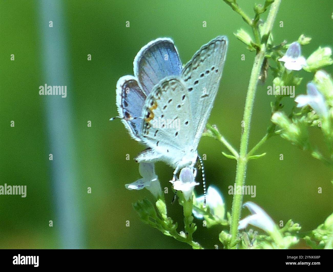 Eastern Tailed-Blue (Cupido comyntas Stock Photo - Alamy