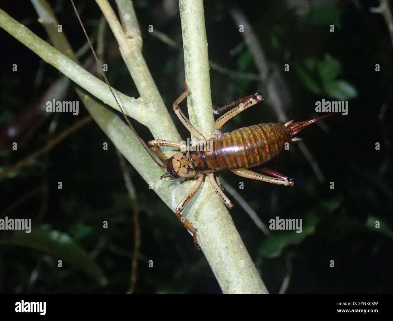 Auckland Tree Weta (Hemideina thoracica Stock Photo - Alamy
