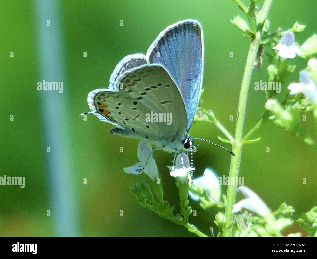 Eastern Tailed-Blue (Cupido comyntas Stock Photo - Alamy