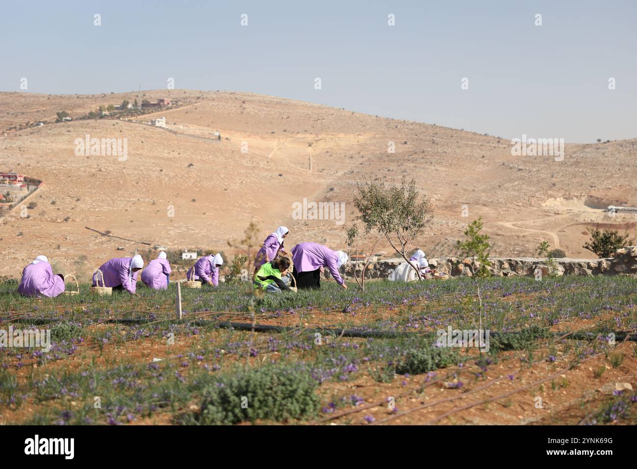 Jordanian women harvest the flowers of Saffron, the expensive red gold ...