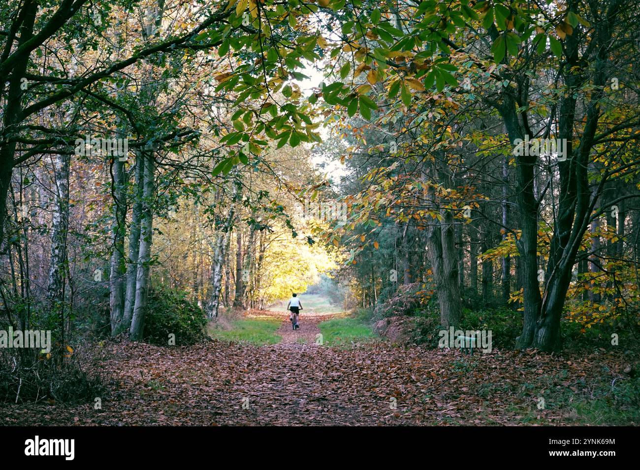 Thetford Forest Park, Norfolk, England, UK - Teenager cycling between ...