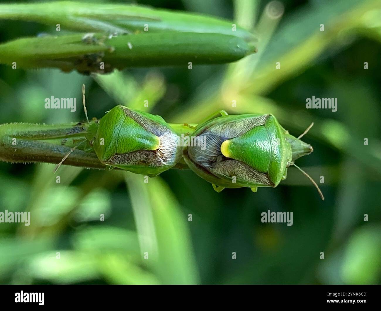 Green Stink Bug (Plautia affinis Stock Photo - Alamy