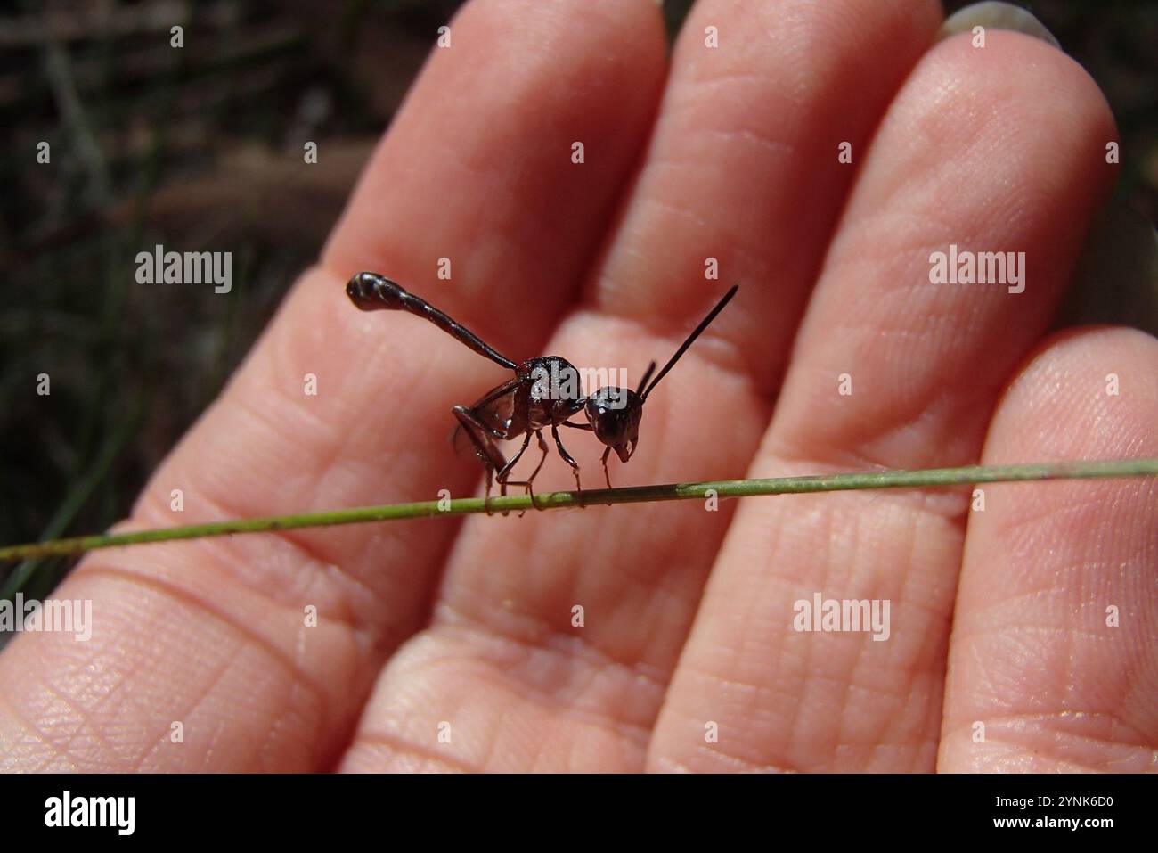 Carrot Wasps (Gasteruptiidae Stock Photo - Alamy