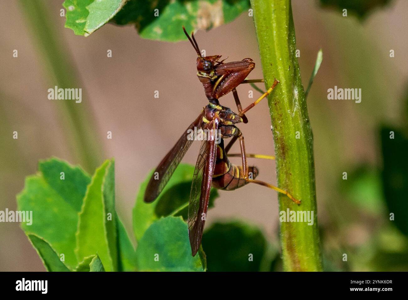 Brown Wasp Mantidfly (Climaciella brunnea Stock Photo - Alamy