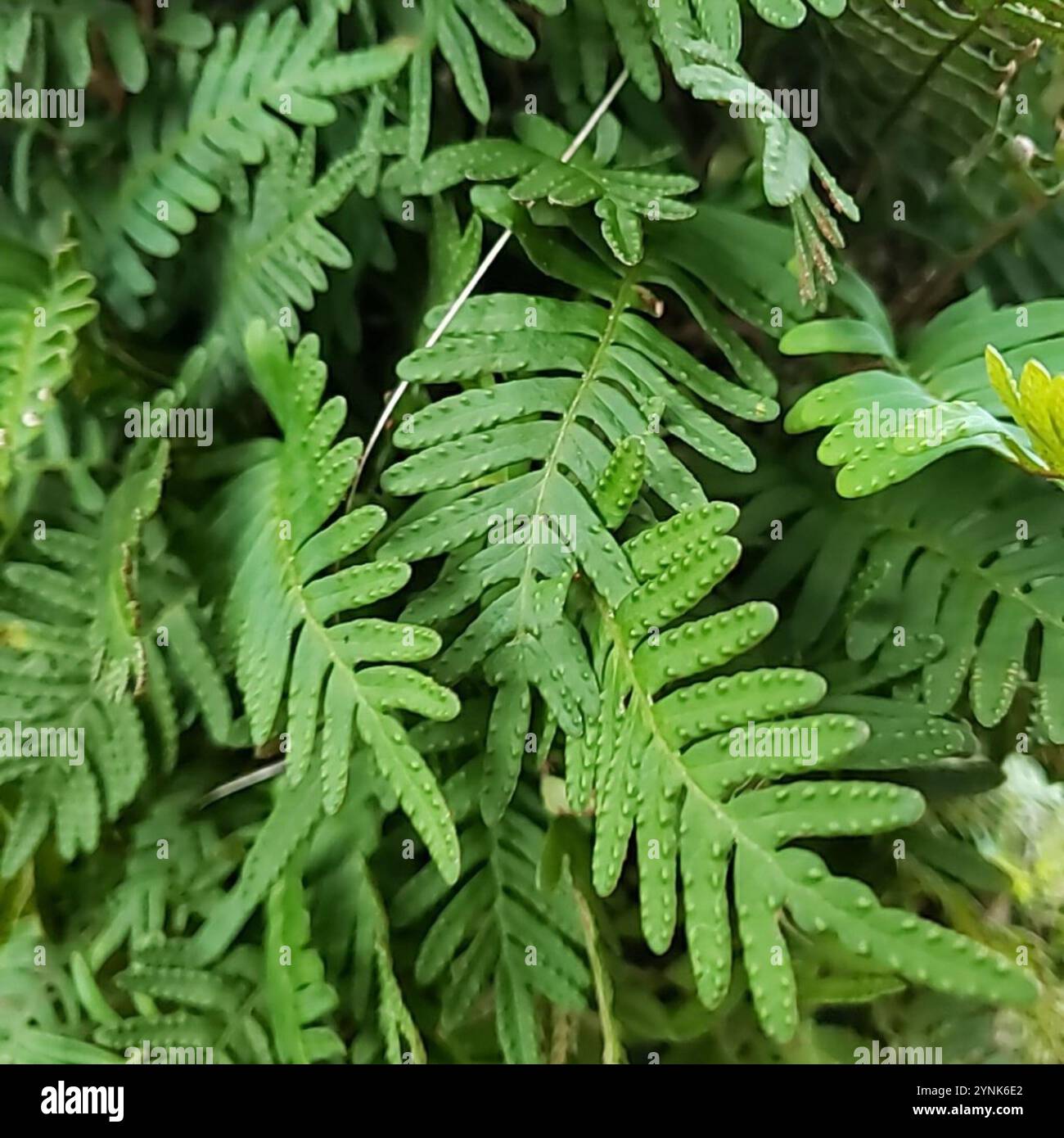 resurrection fern (Pleopeltis michauxiana Stock Photo - Alamy
