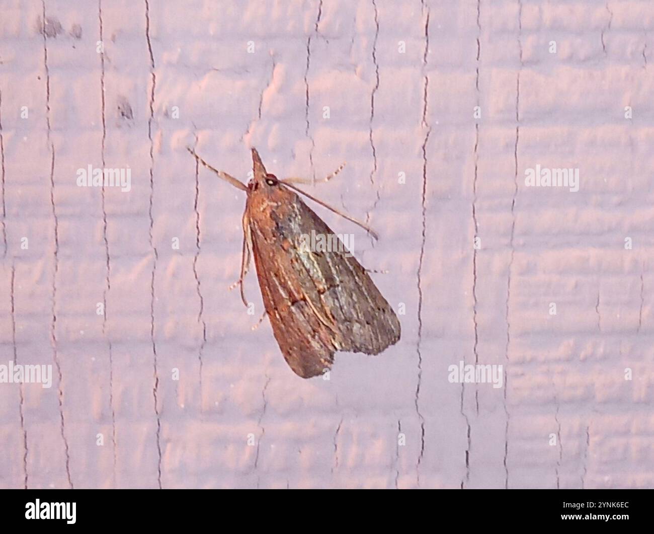 Green Cloverworm Moth (Hypena scabra Stock Photo - Alamy