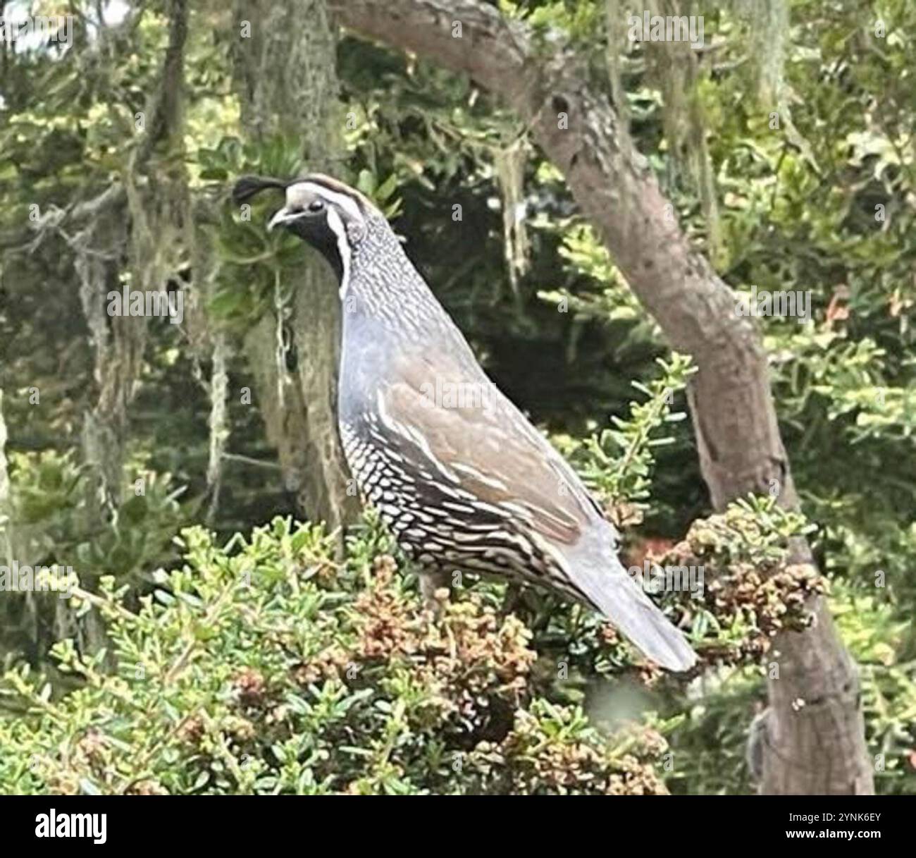 California Quail (Callipepla californica Stock Photo - Alamy