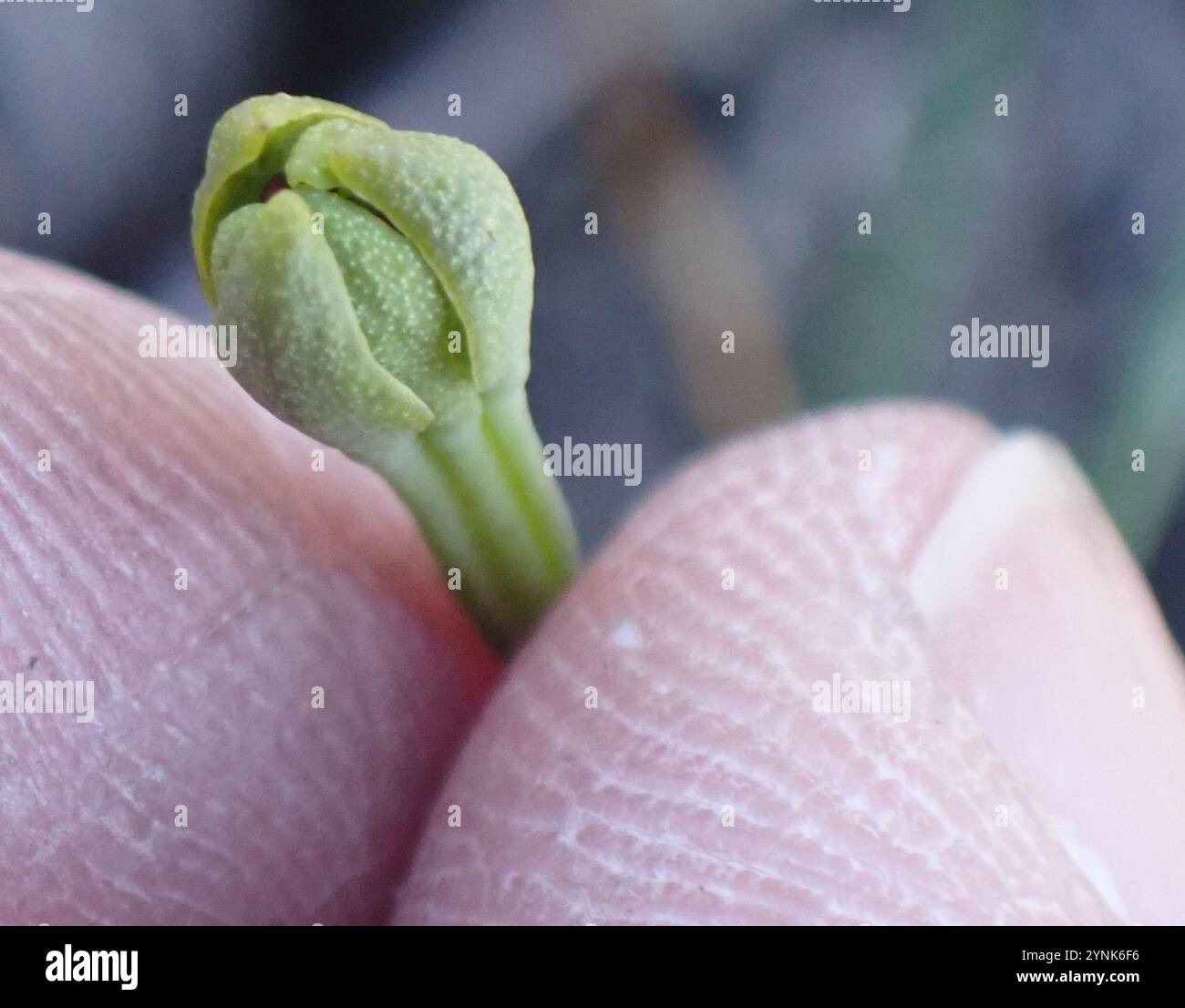 Campynema lineare hi-res stock photography and images - Alamy