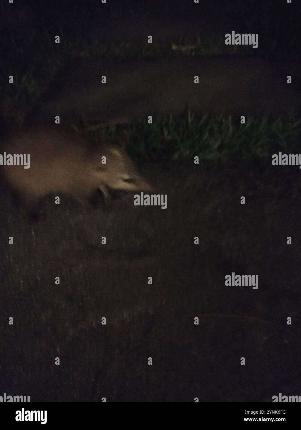 Tenrec tenrec ecaudatus hi-res stock photography and images - Alamy