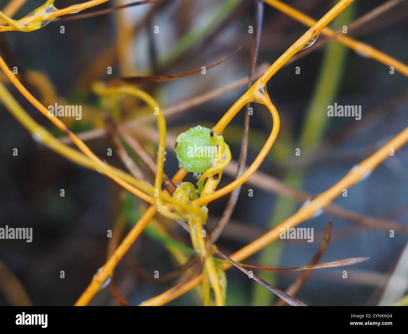 laurel dodder (Cassytha filiformis Stock Photo - Alamy