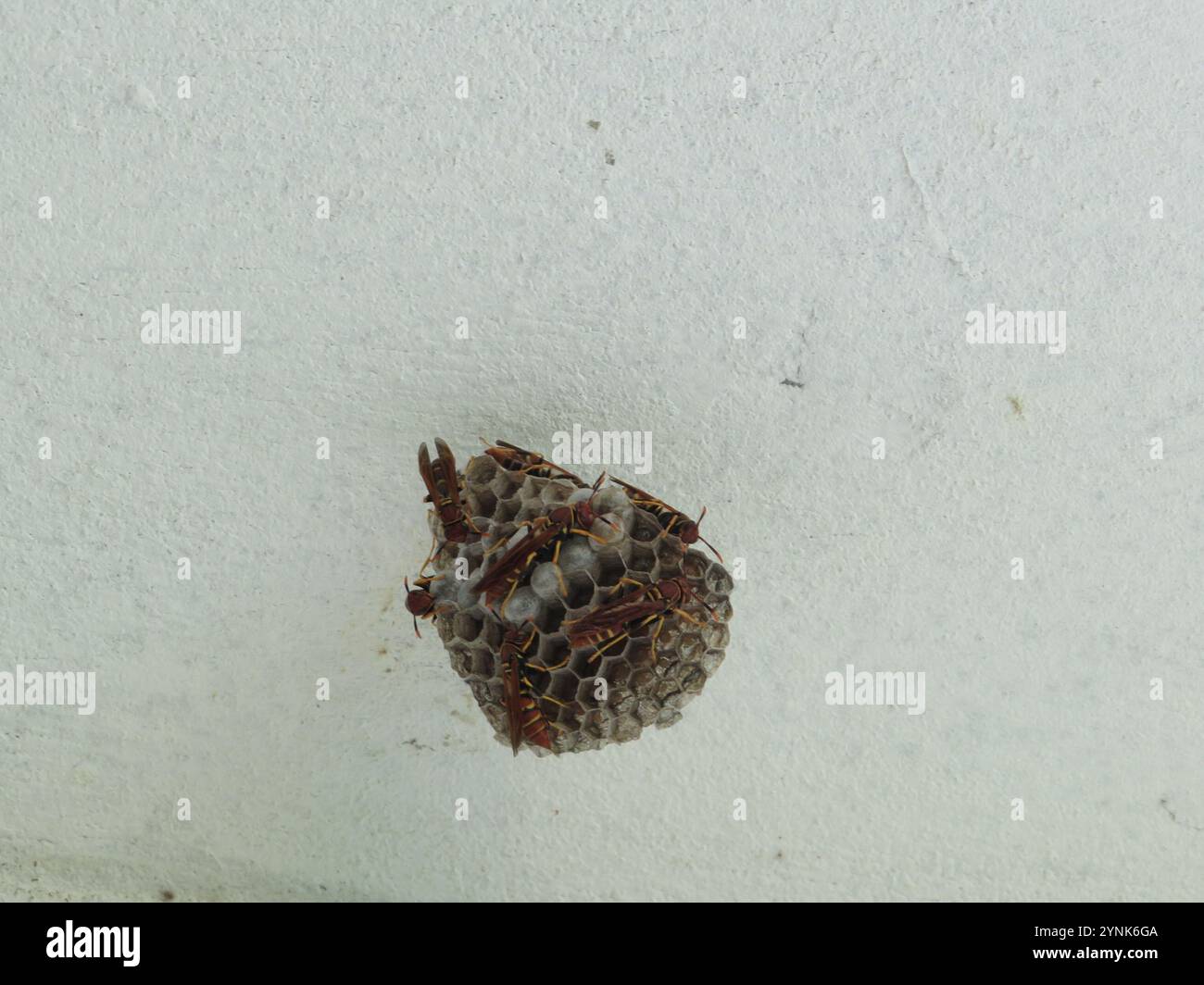 Caribbean Paper Wasp (Polistes crinitus Stock Photo - Alamy