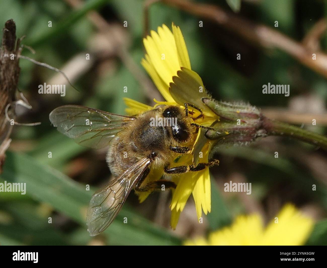 Western Honey Bee (Apis mellifera Stock Photo - Alamy