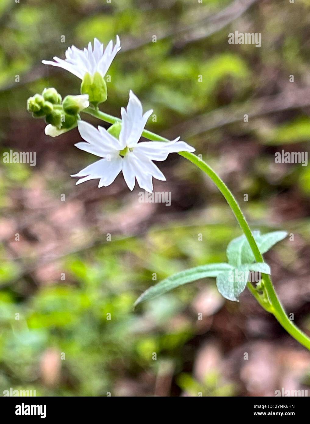 hillside woodland star (Lithophragma heterophyllum Stock Photo - Alamy