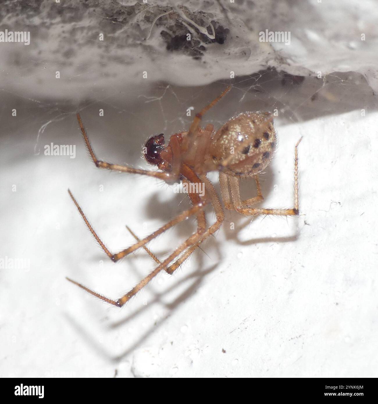 Typical Cobweb Spiders (Theridion Stock Photo - Alamy