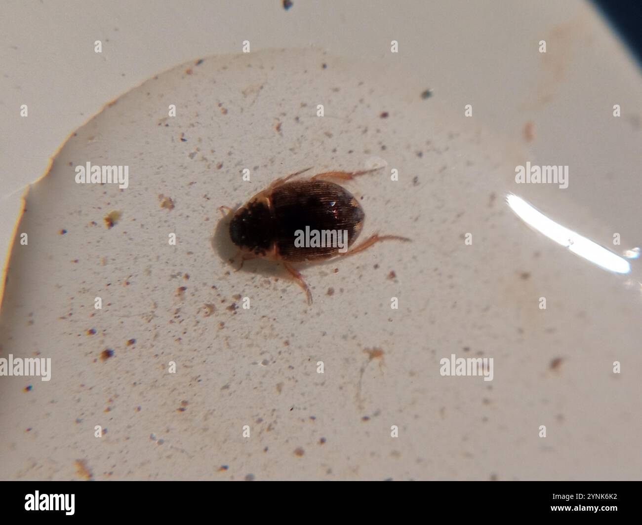 Laccobius hi-res stock photography and images - Alamy