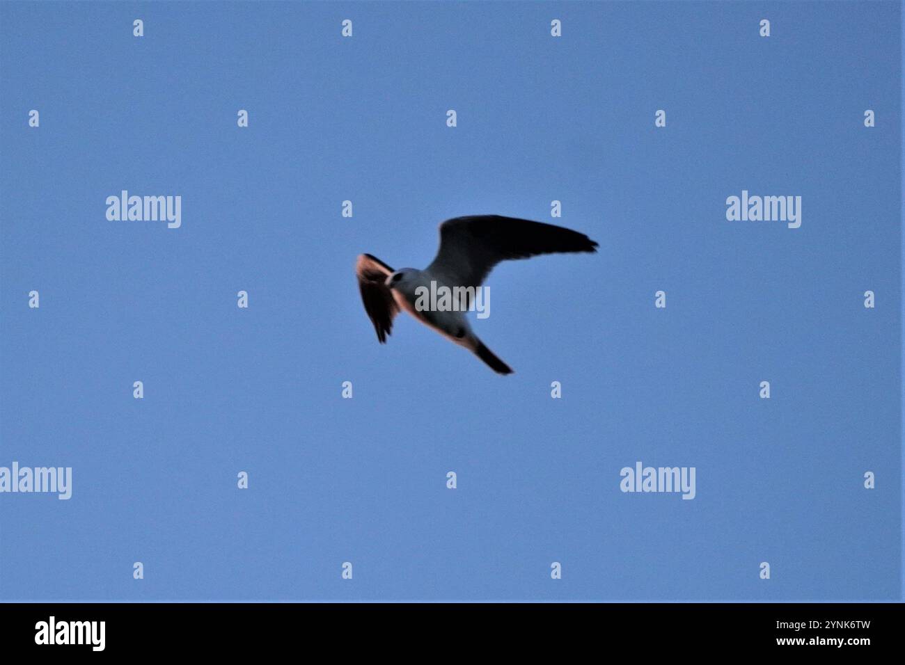 White-tailed Kite (Elanus leucurus Stock Photo - Alamy