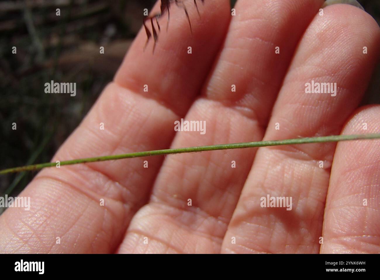 Carrot Wasps (Gasteruptiidae Stock Photo - Alamy