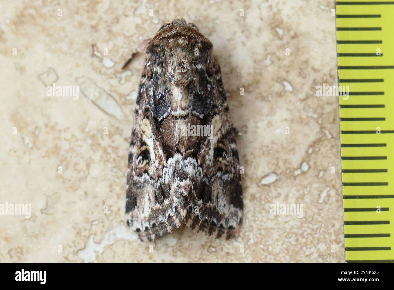 Armyworm Moths (Spodoptera Stock Photo - Alamy