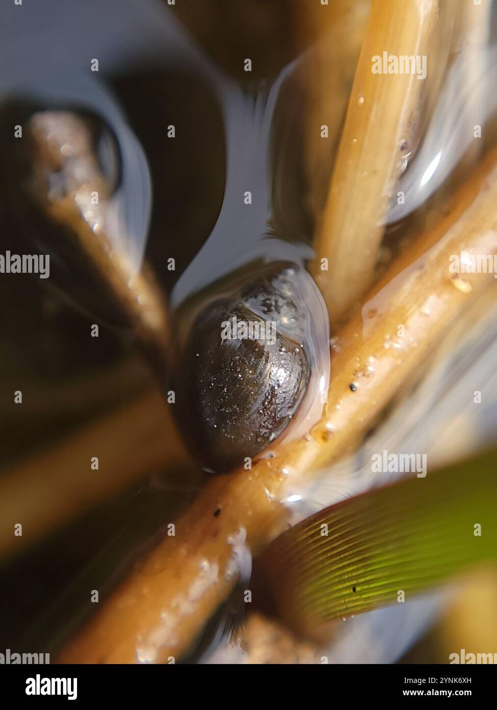 Bladder Snails (Physidae Stock Photo - Alamy