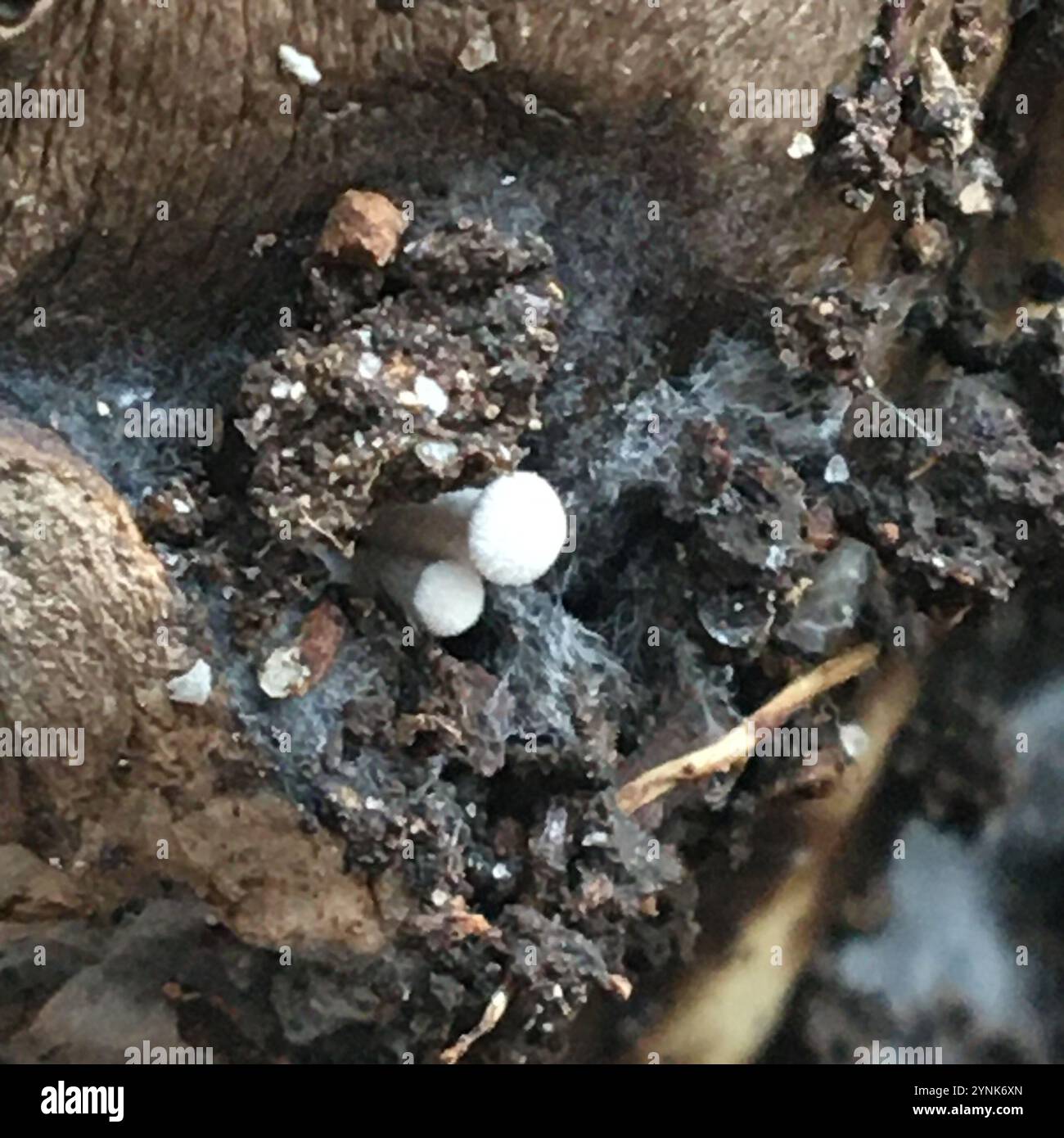 Grey Jockey (Asterophora mirabilis Stock Photo - Alamy