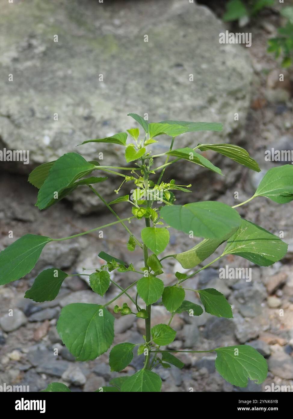 Indian Acalypha (Acalypha indica Stock Photo - Alamy
