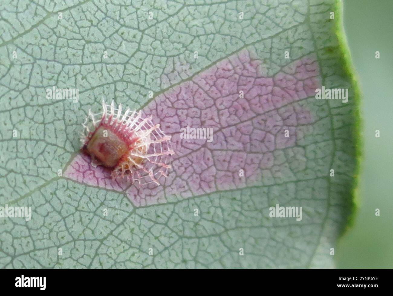Fiscella hi-res stock photography and images - Alamy