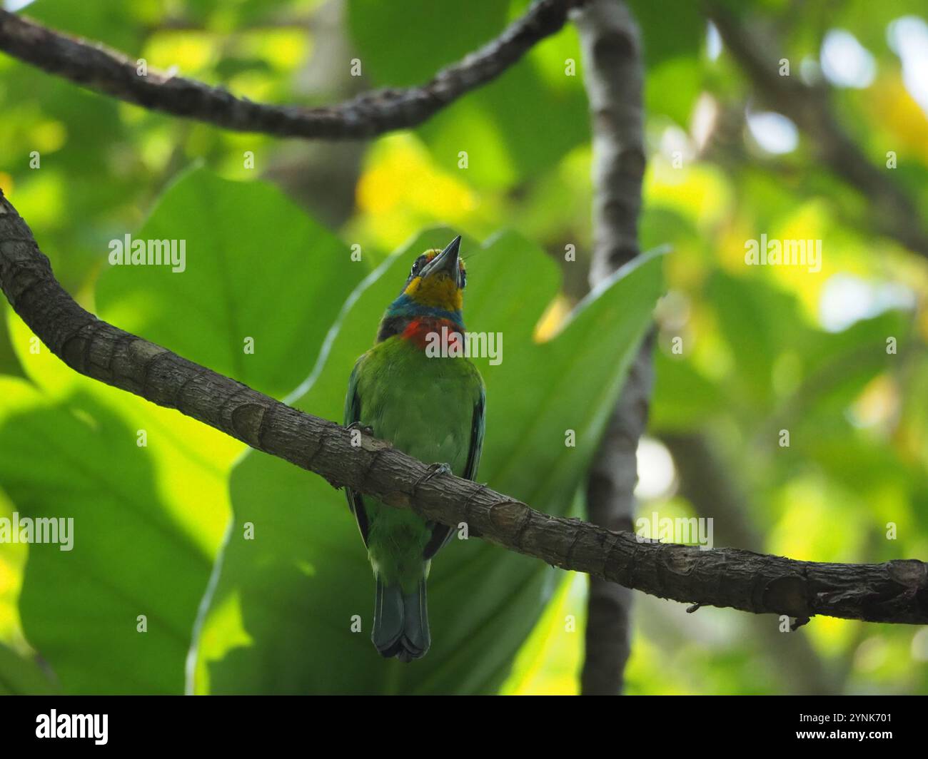 Taiwan Barbet (Psilopogon nuchalis Stock Photo - Alamy