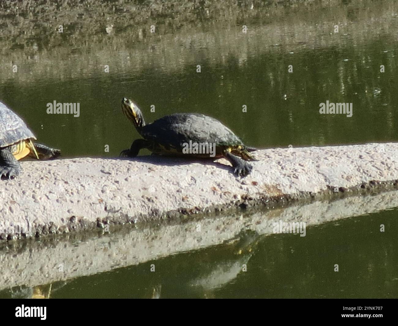 Pond Slider (Trachemys scripta Stock Photo - Alamy