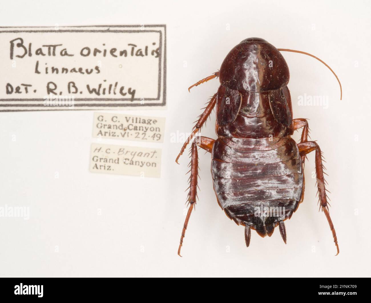 Oriental Cockroach (Blatta orientalis Stock Photo - Alamy