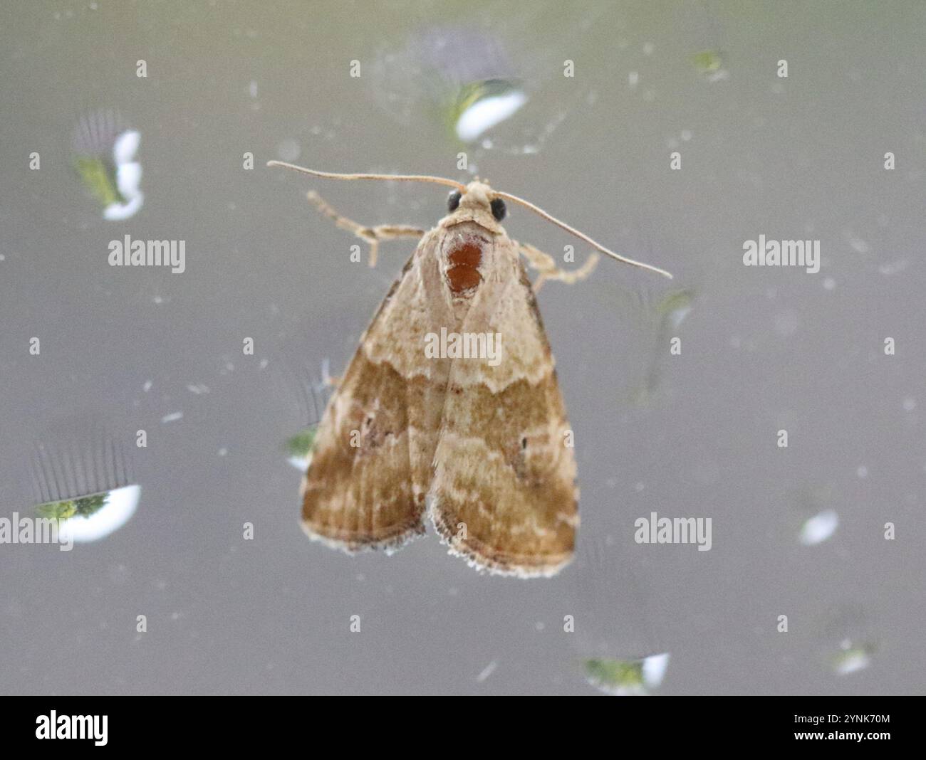 Brown-bar Moth (Maliattha amorpha Stock Photo - Alamy