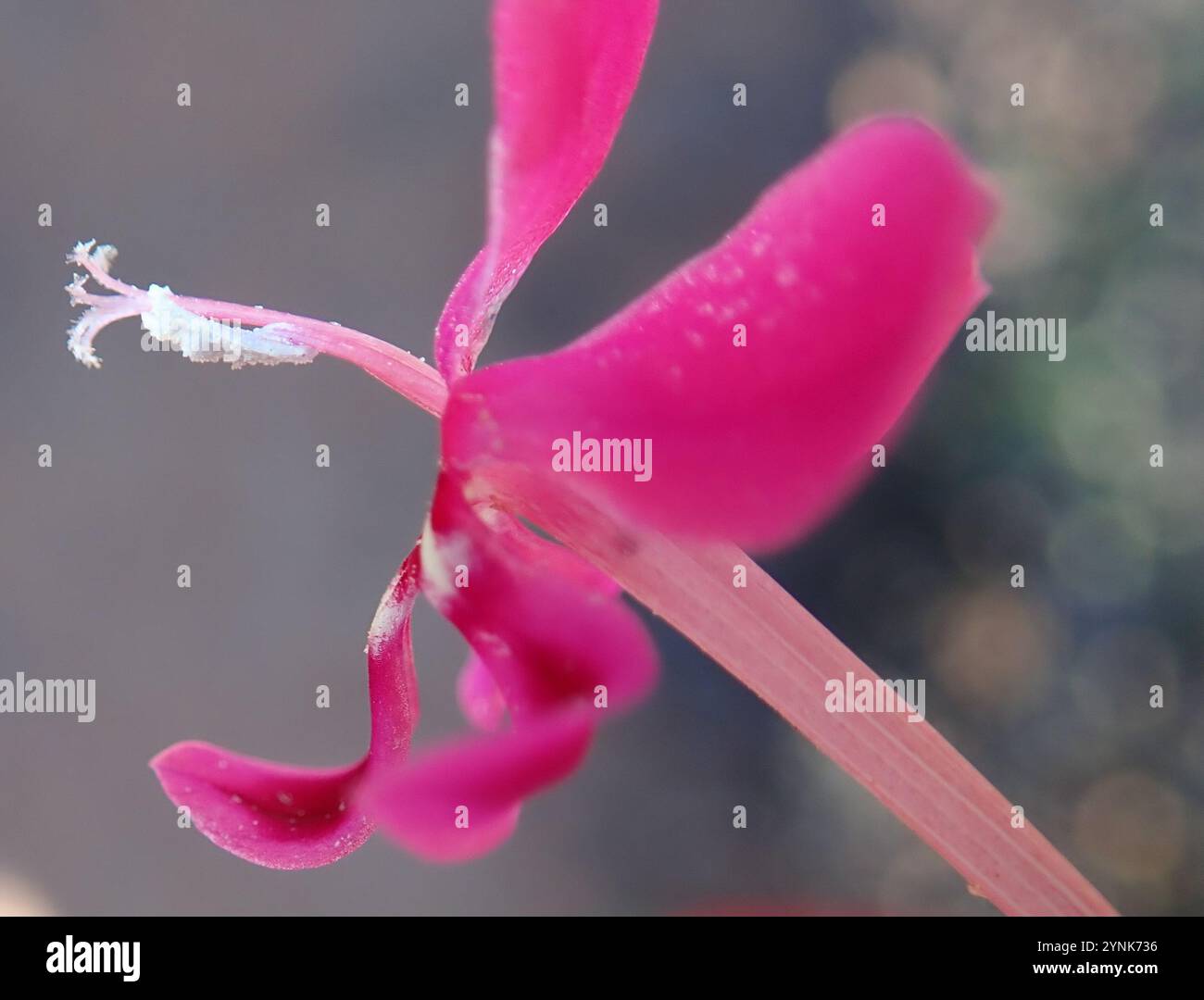 Granite Kabong (Lapeirousia silenoides Stock Photo - Alamy