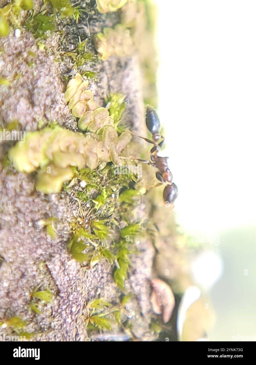 Shining Dark Twig Ant (Pseudomyrmex ejectus Stock Photo - Alamy