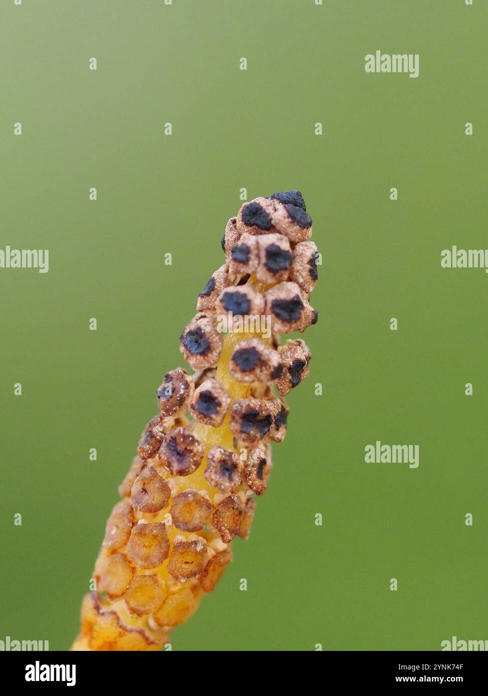 Branched Horsetail (Equisetum ramosissimum Stock Photo - Alamy