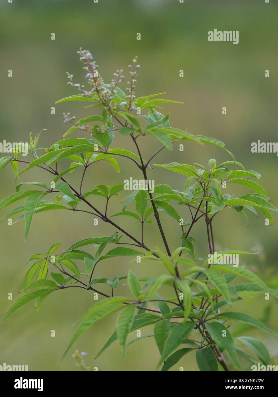 Five-leaved chaste tree (Vitex negundo Stock Photo - Alamy