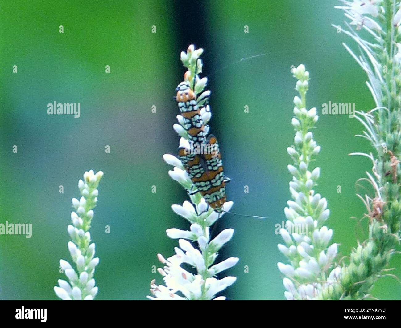 Ailanthus Webworm Moth (Atteva aurea Stock Photo - Alamy