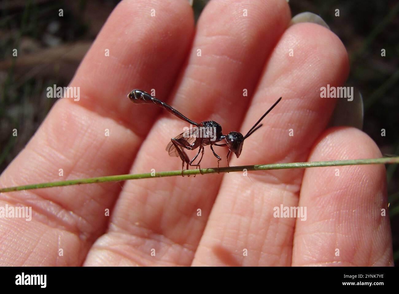 Carrot Wasps (Gasteruptiidae Stock Photo - Alamy