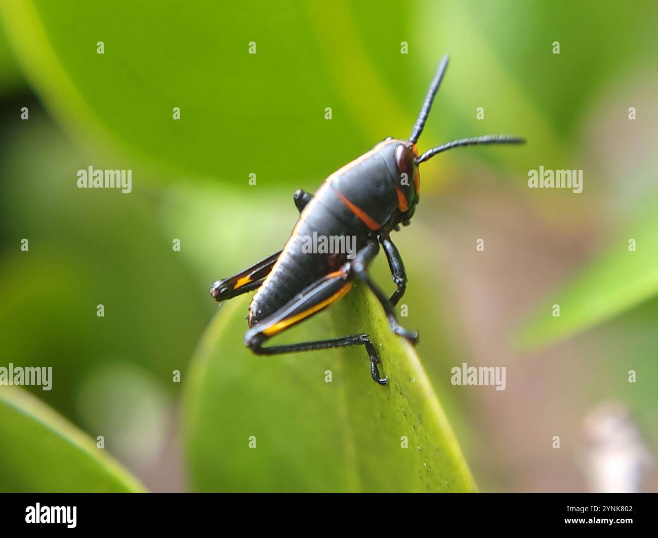 Eastern Lubber Grasshopper (Romalea microptera Stock Photo - Alamy